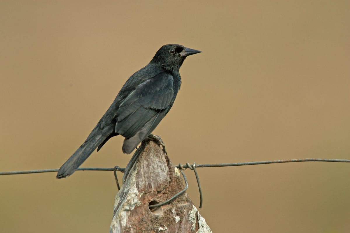 Krafttier Amsel: Das Geheimnisvolle Krafttier Und Seine Bedeutung ...