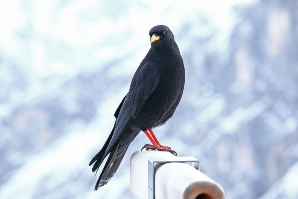 Krafttier Amsel: Das Geheimnisvolle Krafttier Und Seine Bedeutung ...