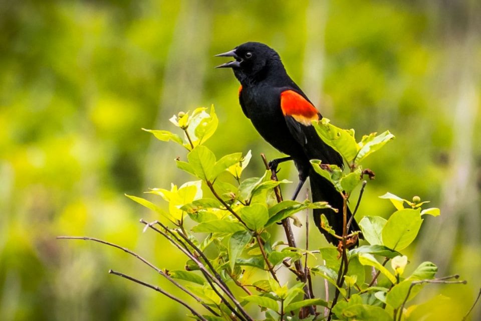 Krafttier Amsel: Das Geheimnisvolle Krafttier Und Seine Bedeutung ...
