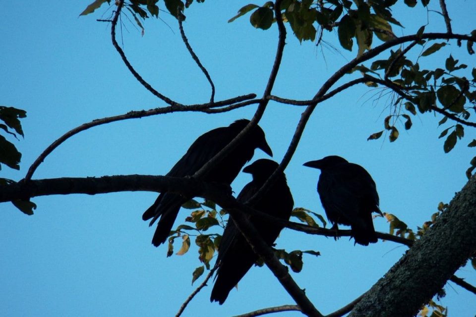 Krafttier Amsel: Das Geheimnisvolle Krafttier Und Seine Bedeutung ...