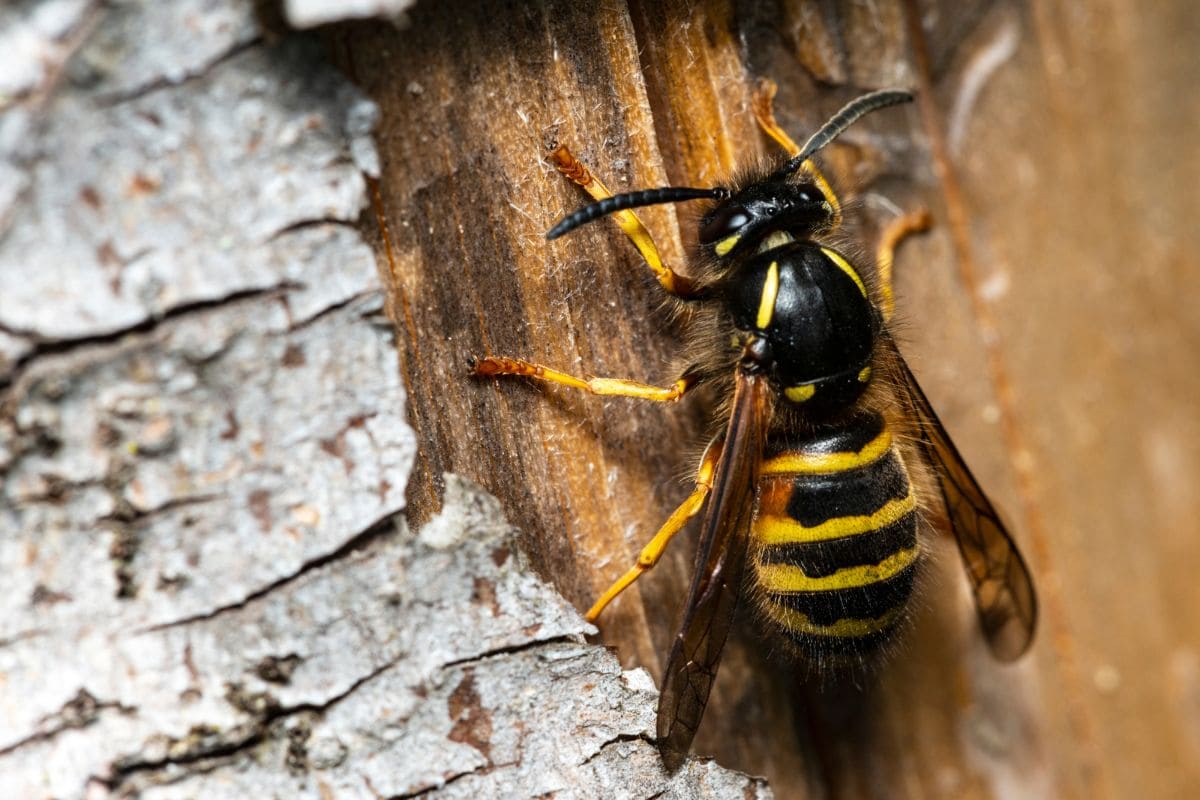 Krafttier Wespe: Bedeutung, Symbolik und Eigenschaften - Sinnopedia