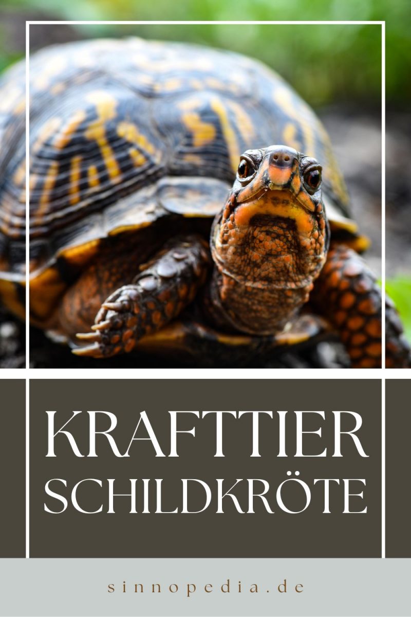Krafttier Schildkröte: Spirituelle Bedeutung und die Weisheit der ...