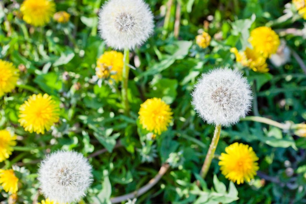Pusteblume Bedeutung: Einblicke in ihre spirituelle und symbolische ...