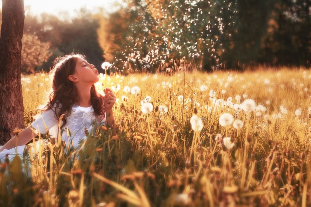Pusteblume Bedeutung: Einblicke in ihre spirituelle und symbolische ...